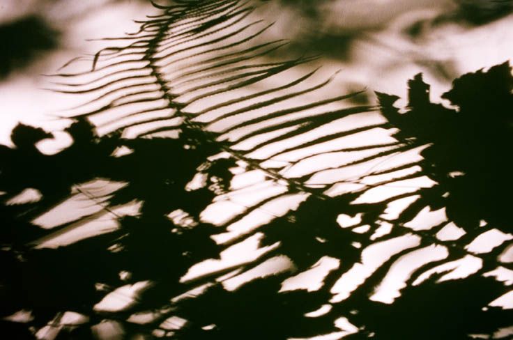 Ferns Shadows - A study in shadows of natural forms. | Smithsonian ...