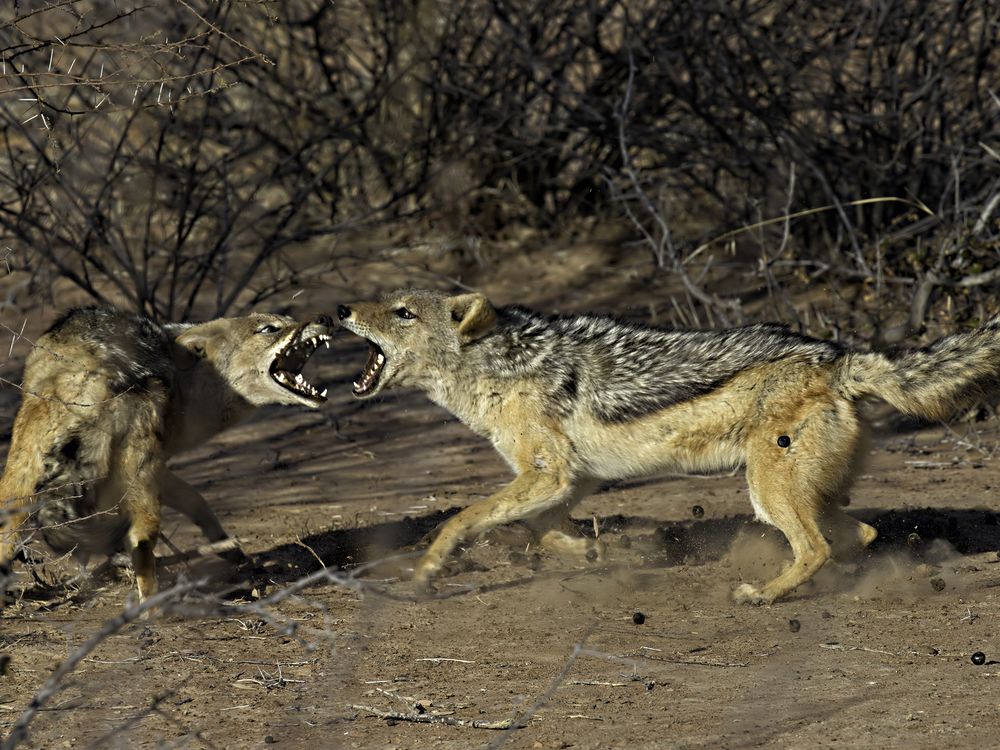 Jackal fighting for food | Smithsonian Photo Contest | Smithsonian Magazine