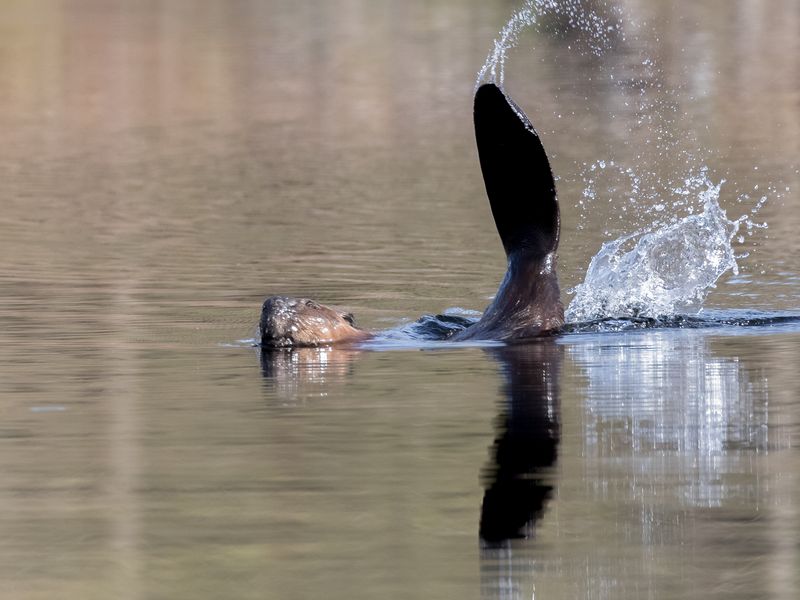 Beaver Tail-Slap | Smithsonian Photo Contest | Smithsonian Magazine
