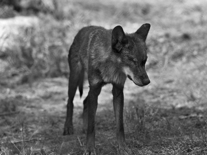 Blind Iberian wolf at Central System Nature Reserve. | Smithsonian ...