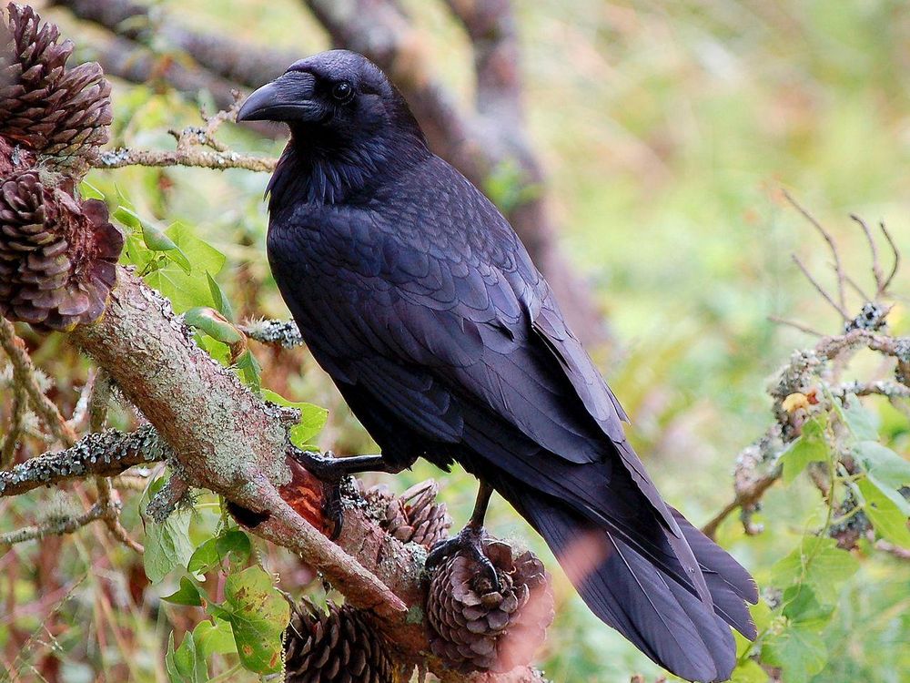 Raven Landing