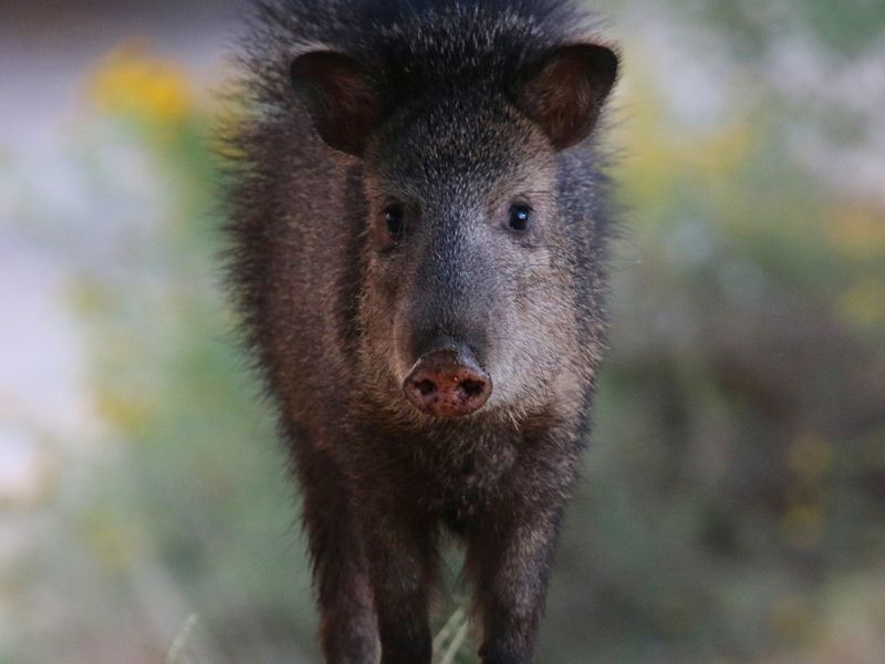 Surprised Javelina | Smithsonian Photo Contest | Smithsonian Magazine
