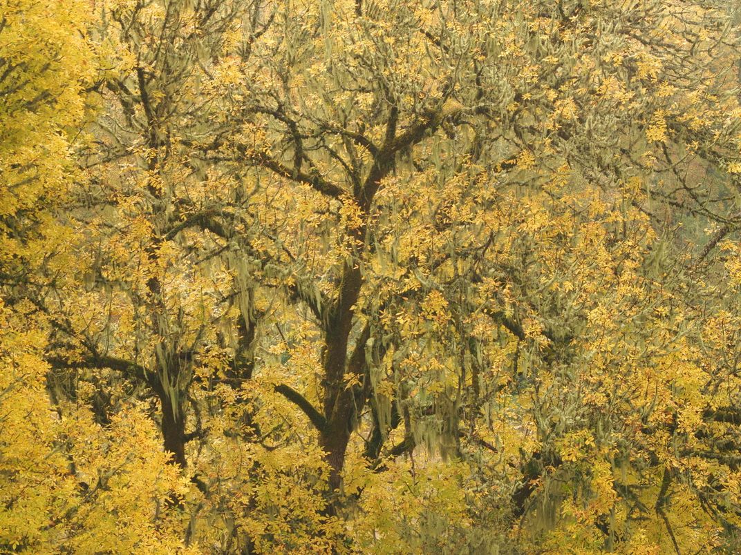 autumn trees | Smithsonian Photo Contest | Smithsonian Magazine