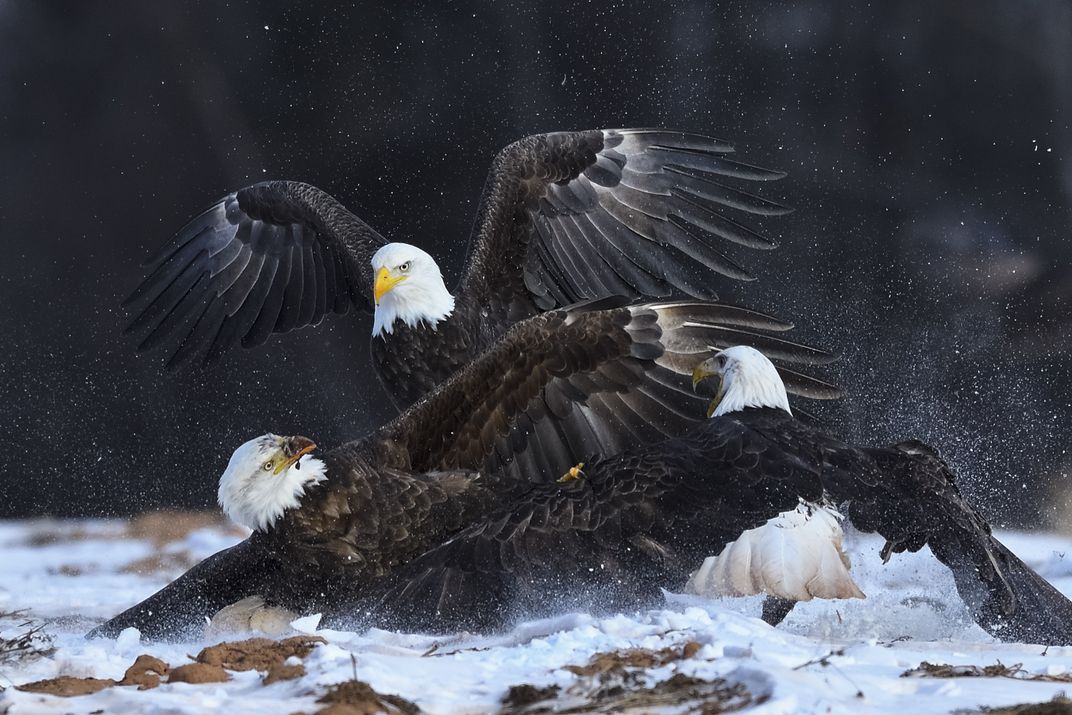Bald Eagle Rumble | Smithsonian Photo Contest | Smithsonian Magazine