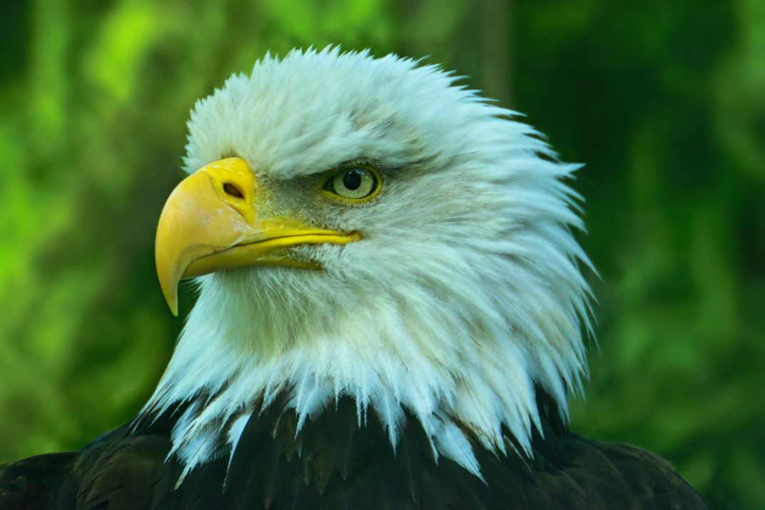 Watchful eyes | Smithsonian Photo Contest | Smithsonian Magazine