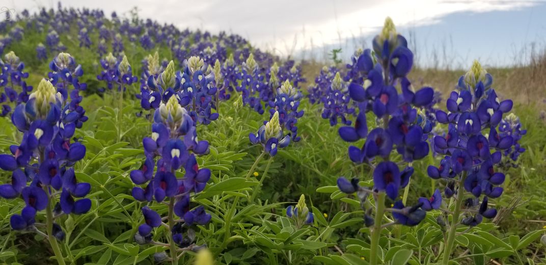 Bluebonnet field | Smithsonian Photo Contest | Smithsonian Magazine
