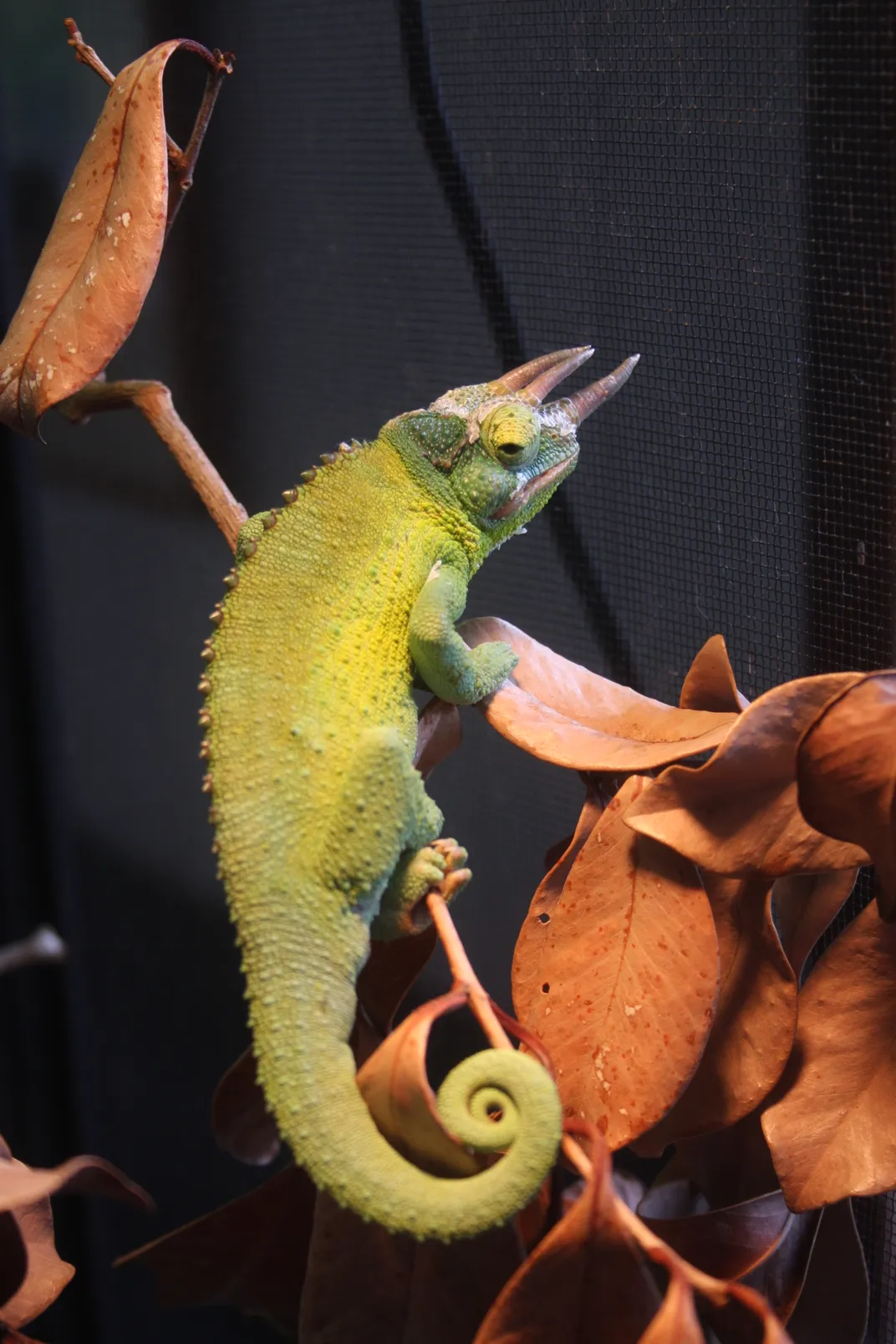 Jackson Cameleon | Smithsonian Photo Contest | Smithsonian Magazine