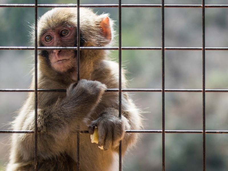 Baby Macaque | Smithsonian Photo Contest | Smithsonian Magazine