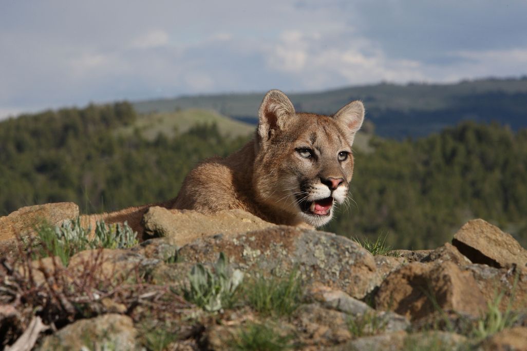 do pumas have predators