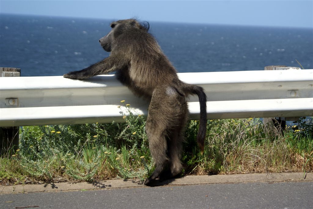 Chacma baboon waiting for his ship to come in | Smithsonian Photo ...