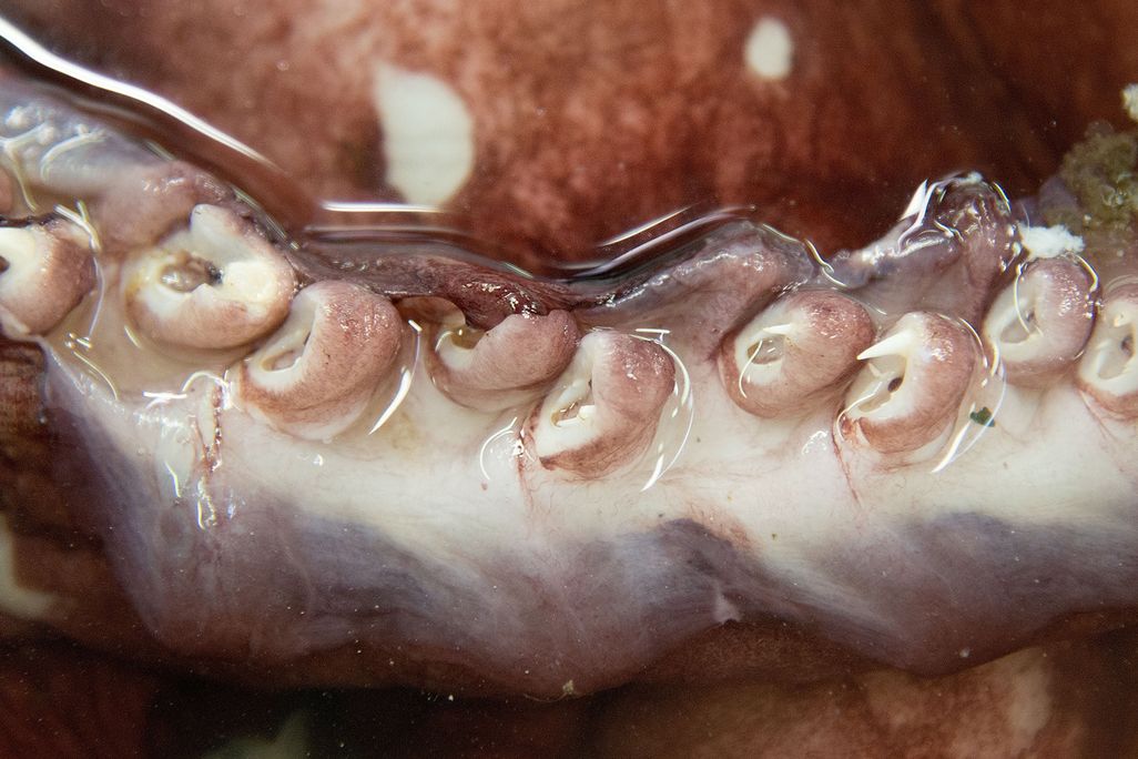 squid with teeth