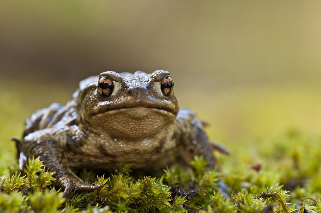 The majestic common toad (Bufo bufo). | Smithsonian Photo Contest ...