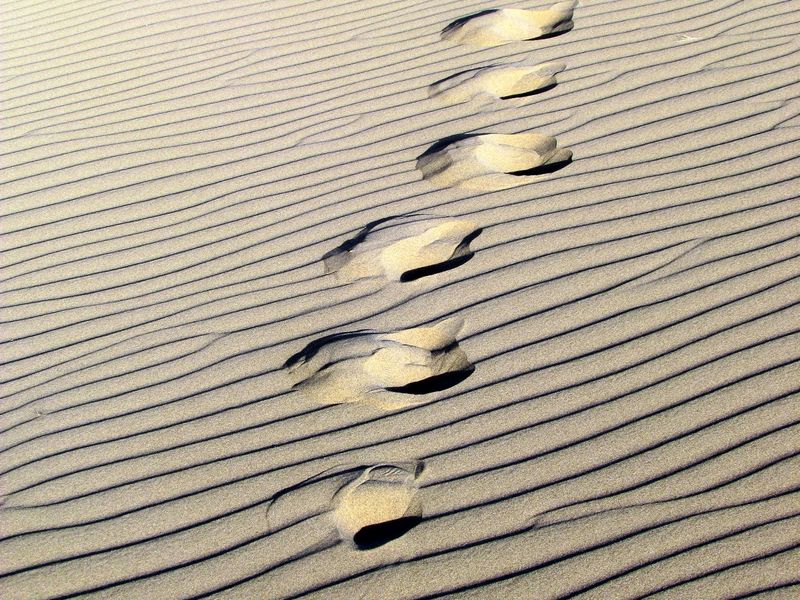 Trace on desert. | Smithsonian Photo Contest | Smithsonian Magazine