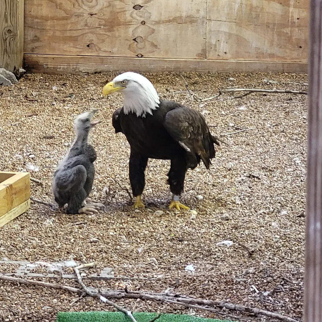 eagle egg hatching process