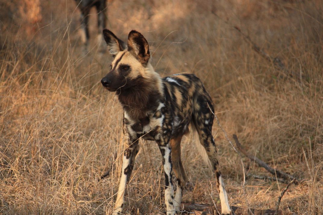The Wild Dog - a fierce hunter | Smithsonian Photo Contest ...