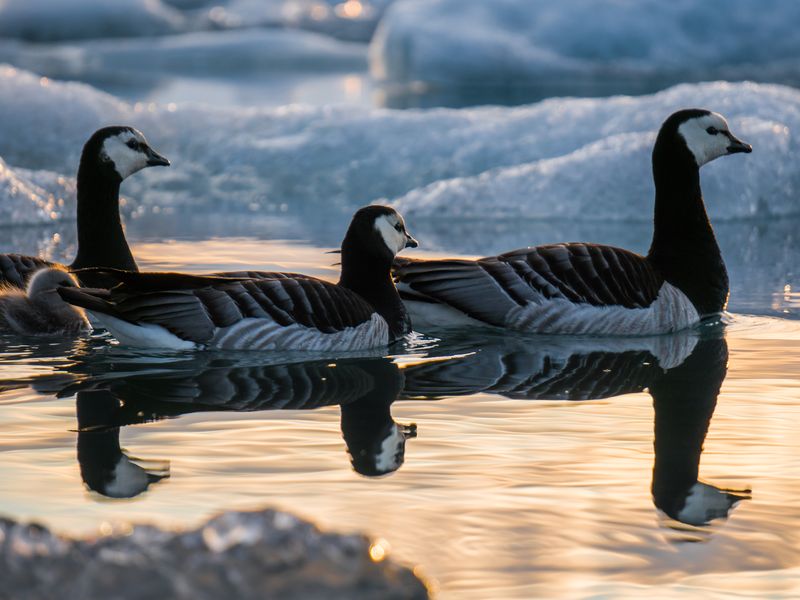 Icelandic ducks | Smithsonian Photo Contest | Smithsonian Magazine