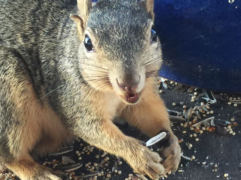 Happy squirrel | Smithsonian Photo Contest | Smithsonian Magazine