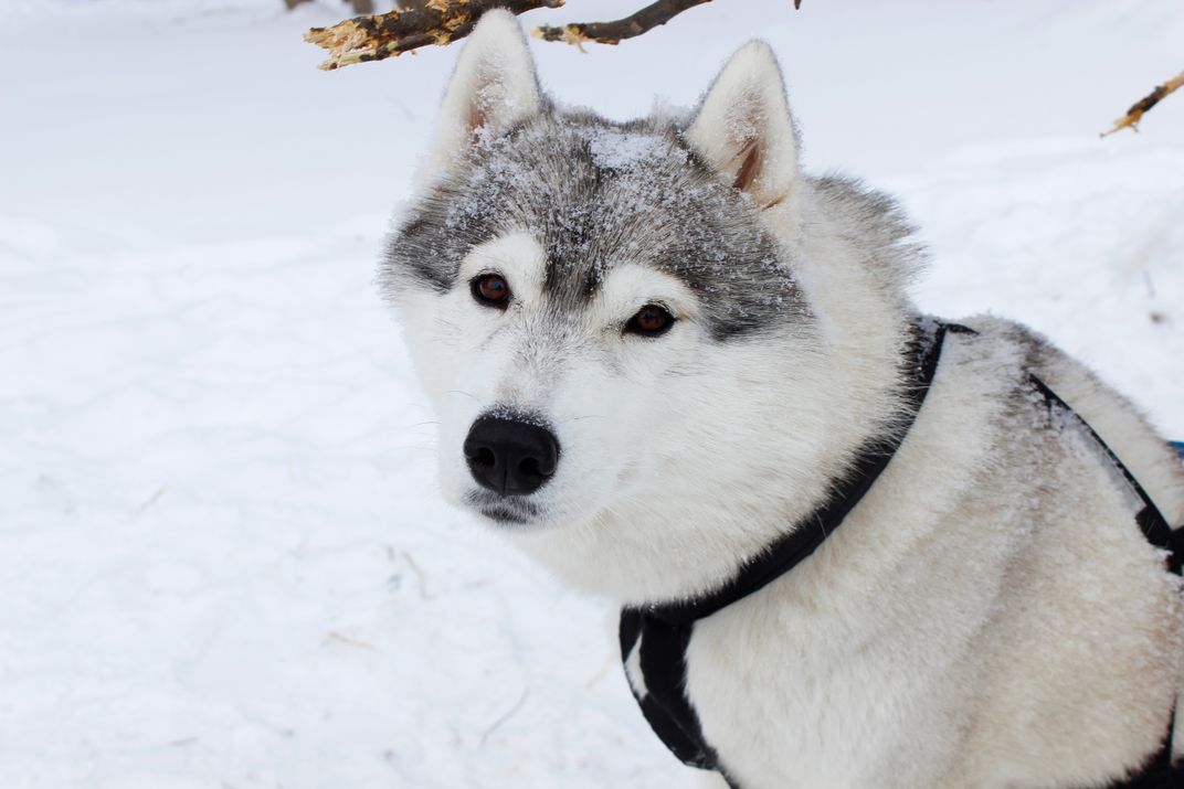 Siberian Husky | Smithsonian Photo Contest | Smithsonian Magazine