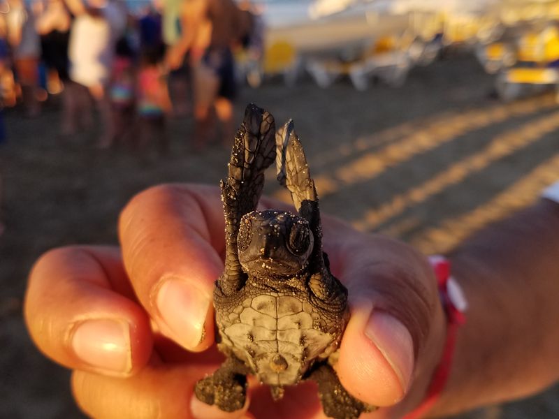 Baby Ridley Sea Turtle | Smithsonian Photo Contest | Smithsonian Magazine