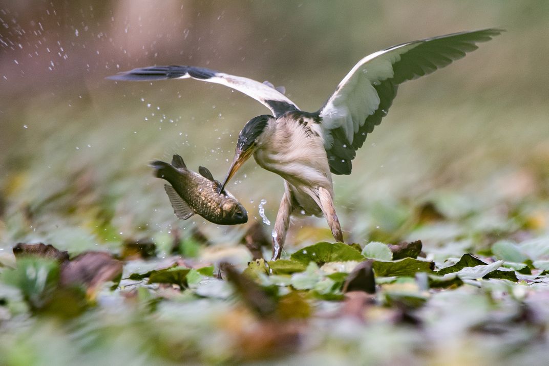 Too big fish | Smithsonian Photo Contest | Smithsonian Magazine