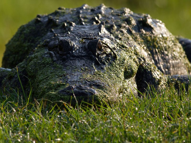 An alligator up close and personal in Florida. | Smithsonian Photo ...