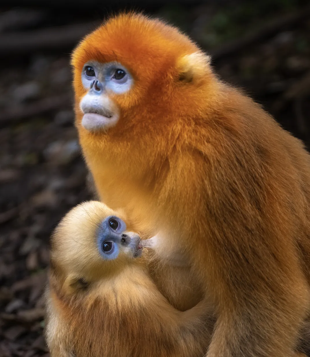 A breastfeeding golden monkey mother | Smithsonian Photo Contest ...