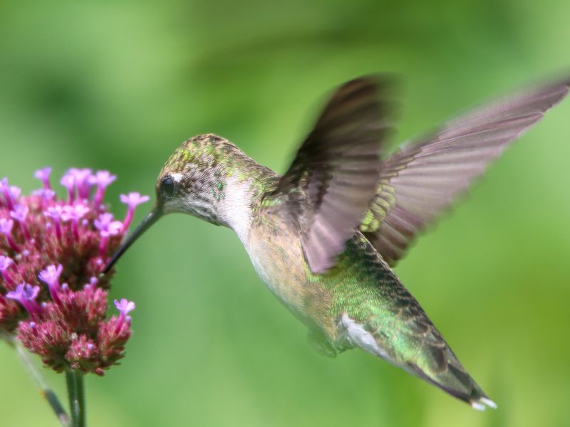 Hummingbird Purple Flowers | Smithsonian Photo Contest | Smithsonian ...