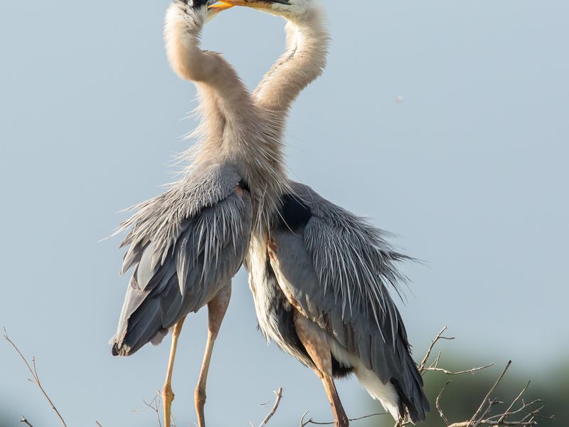 Heron Family | Smithsonian Photo Contest | Smithsonian Magazine