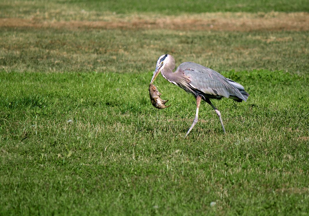 There's Heron my Gopher | Smithsonian Photo Contest | Smithsonian Magazine