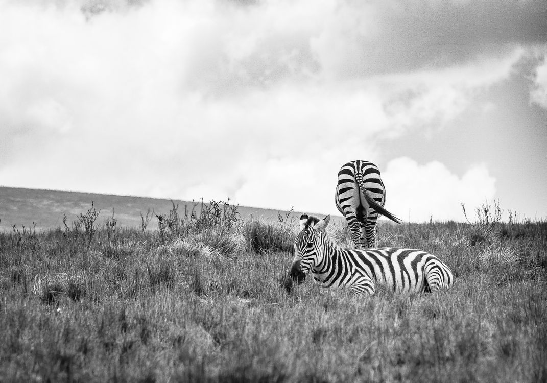 Zebras | Smithsonian Photo Contest | Smithsonian Magazine