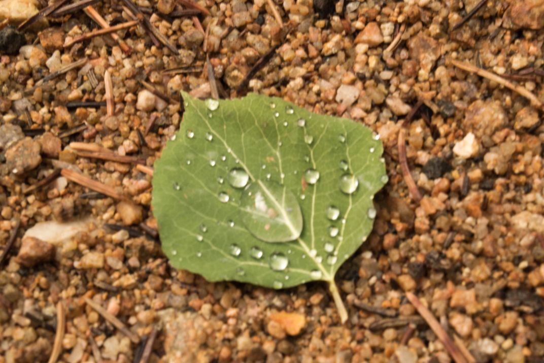 Nature's Tears - leaf with raindrops on it, came across it while ...