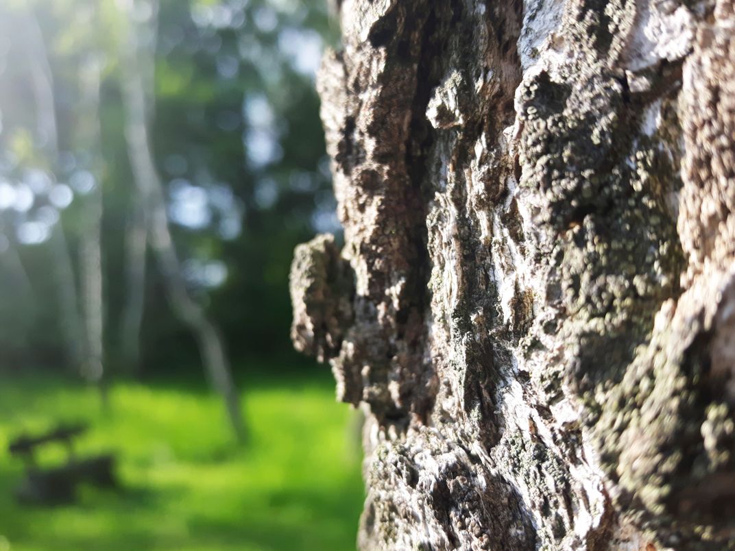 Tree | Smithsonian Photo Contest | Smithsonian Magazine