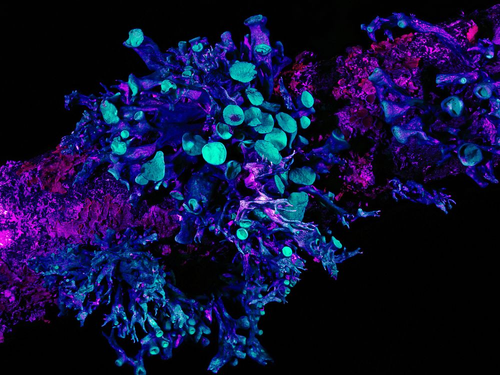 UV Revelations: The Hidden Beauty of Lichen | Smithsonian Photo Contest ...
