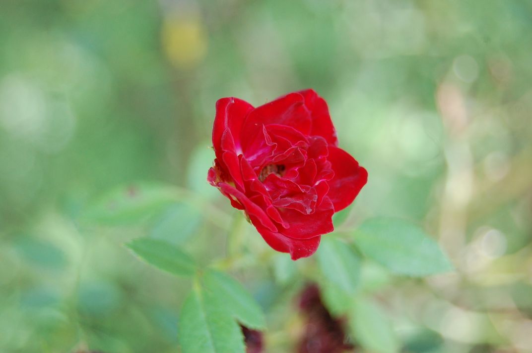 Red rose | Smithsonian Photo Contest | Smithsonian Magazine