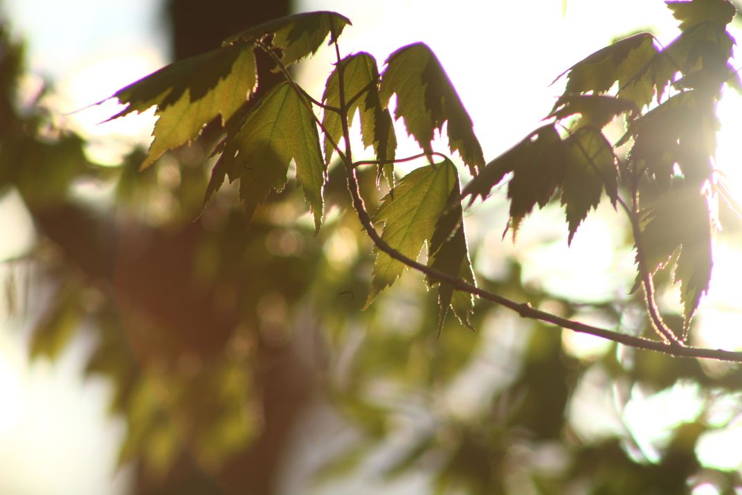 Sunlight through the leaves | Smithsonian Photo Contest | Smithsonian ...