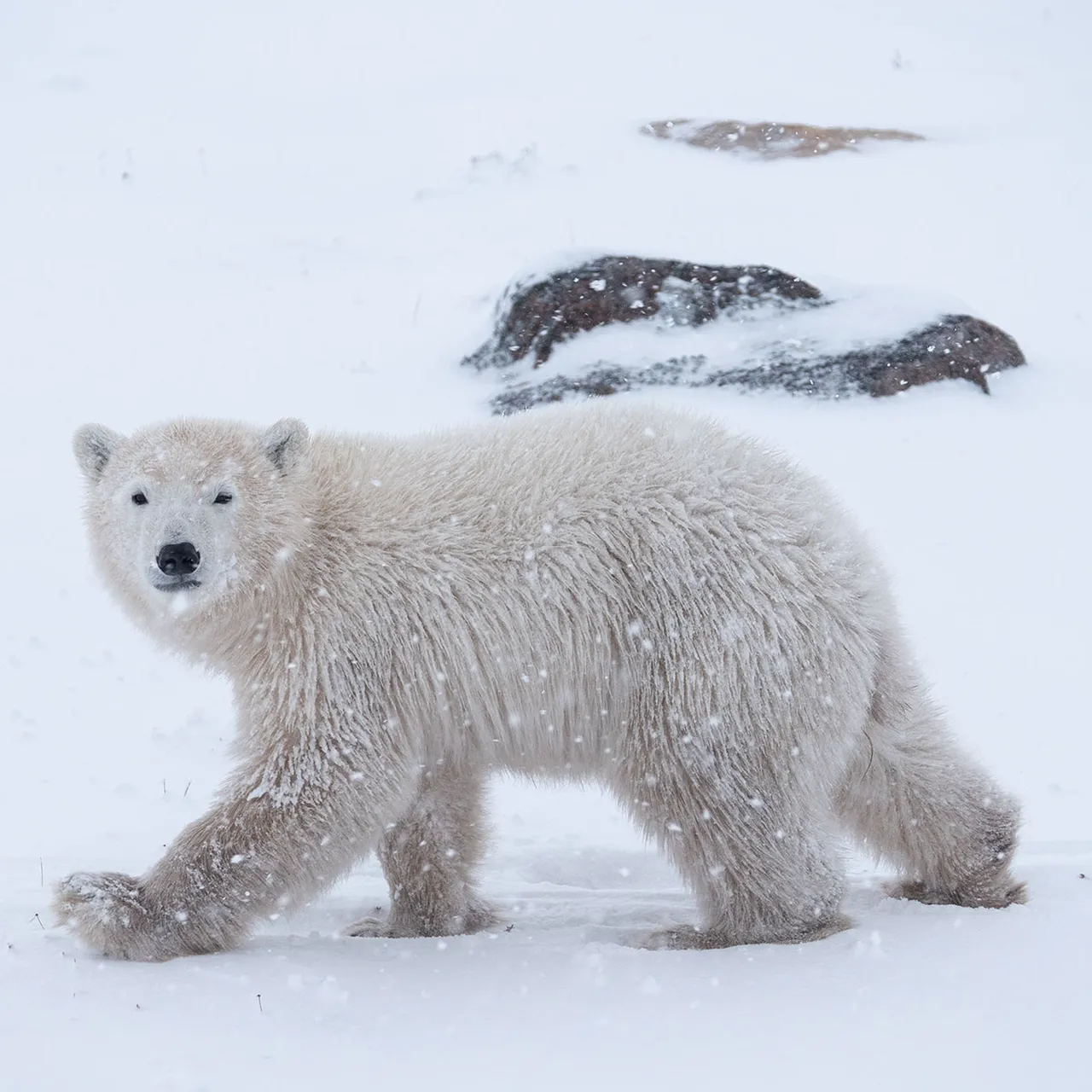 polar bear high five