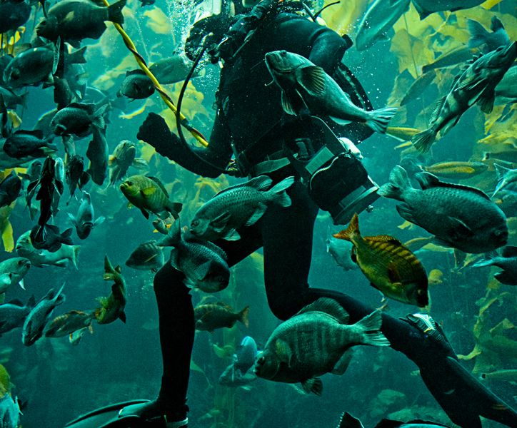 A scuba diver feeding fish in an aquarium in California | Smithsonian ...