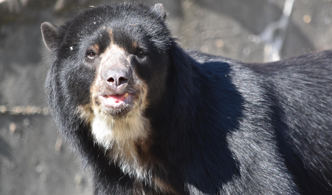 National Zoo and Conservation Biology Institute Blog | Smithsonian Magazine