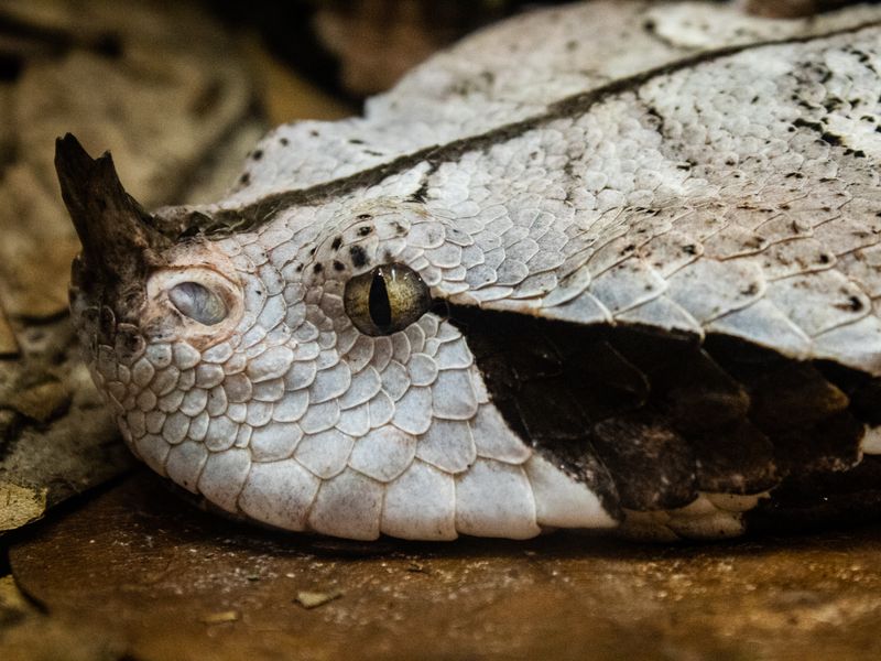 Gaboon Viper Profile | Smithsonian Photo Contest | Smithsonian Magazine