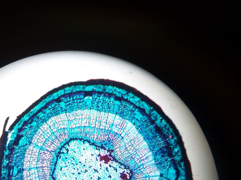 A look at an Elodea stem cell through a microscope. | Smithsonian Photo ...