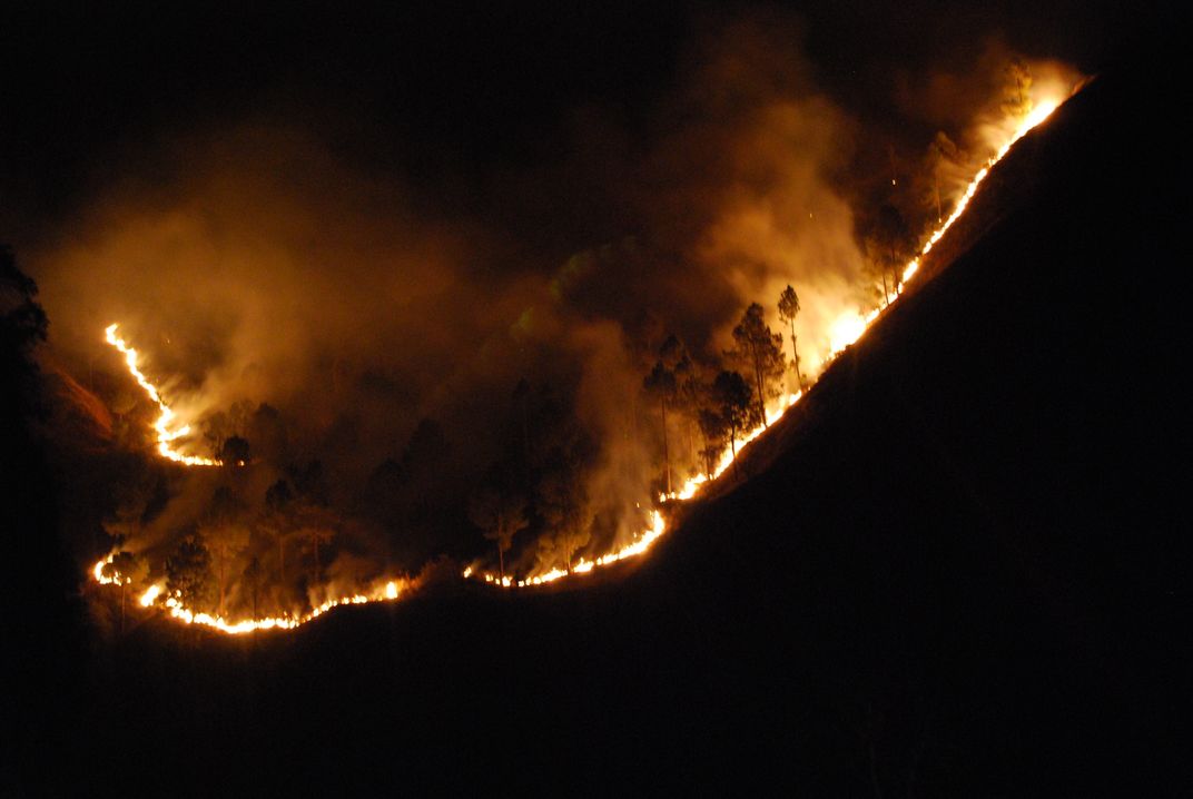 Jungle Fire | Smithsonian Photo Contest | Smithsonian Magazine