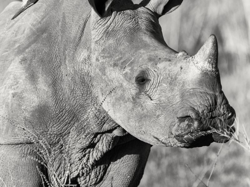 Rhino Portrait | Smithsonian Photo Contest | Smithsonian Magazine