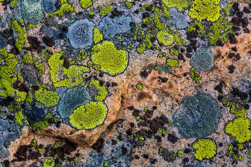 small lichens