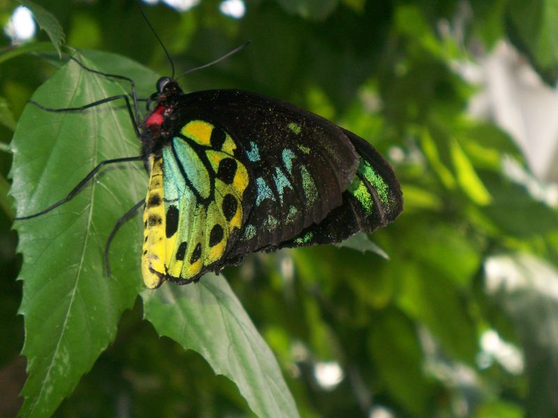 Black Butterfly | Smithsonian Photo Contest | Smithsonian Magazine
