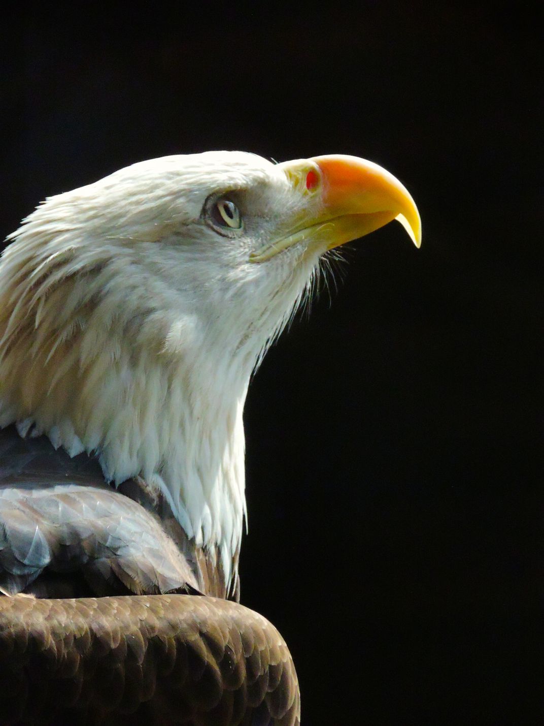 Light shining down on a bald eagle | Smithsonian Photo Contest ...
