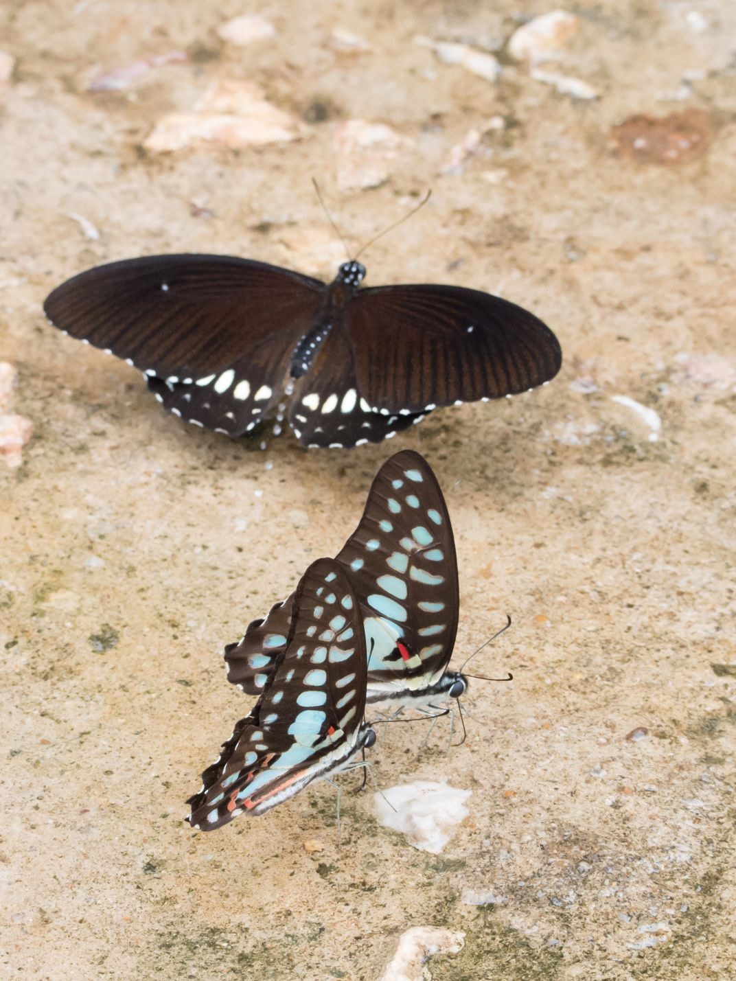 Butterfly relief | Smithsonian Photo Contest | Smithsonian Magazine