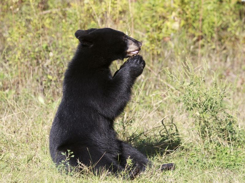 Praying bear cub | Smithsonian Photo Contest | Smithsonian Magazine