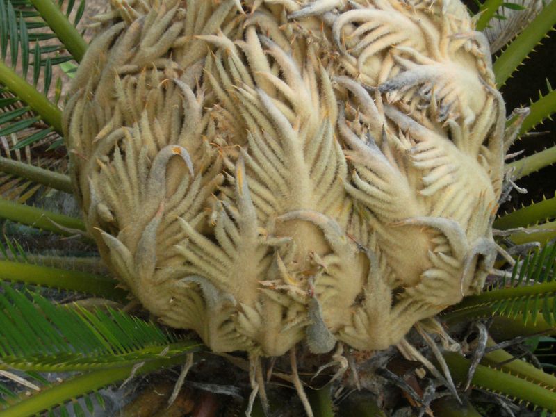A strange flower from a type of cycad: looks like a whole lot of ...