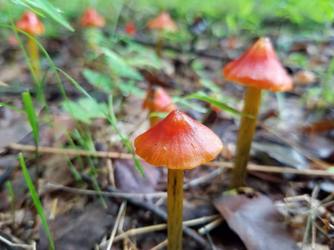 Red Caps | Smithsonian Photo Contest | Smithsonian Magazine