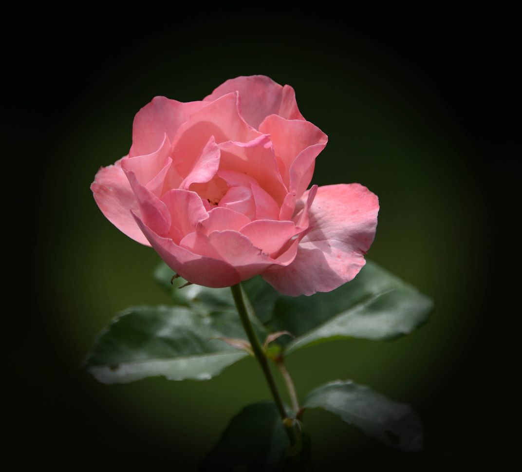 Pretty Pink Rose | Smithsonian Photo Contest | Smithsonian Magazine